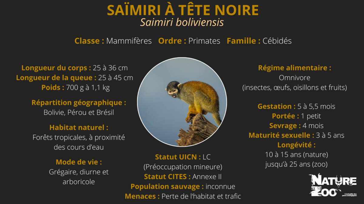 Saïmiri à tête noire - Nature et Zoo : l'actualité des parcs zoologiques