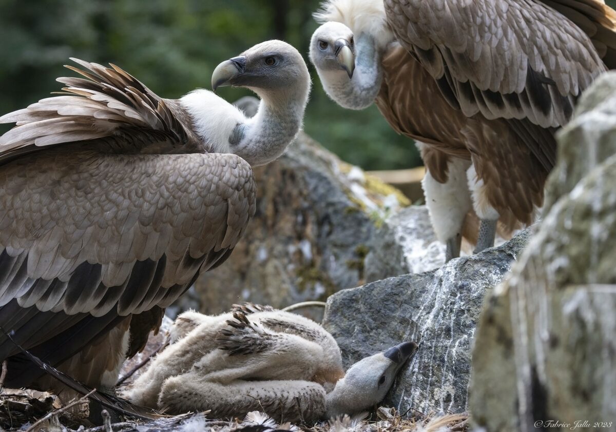 Un vautour fauve du Domaine de Pescheray en route pour une ...