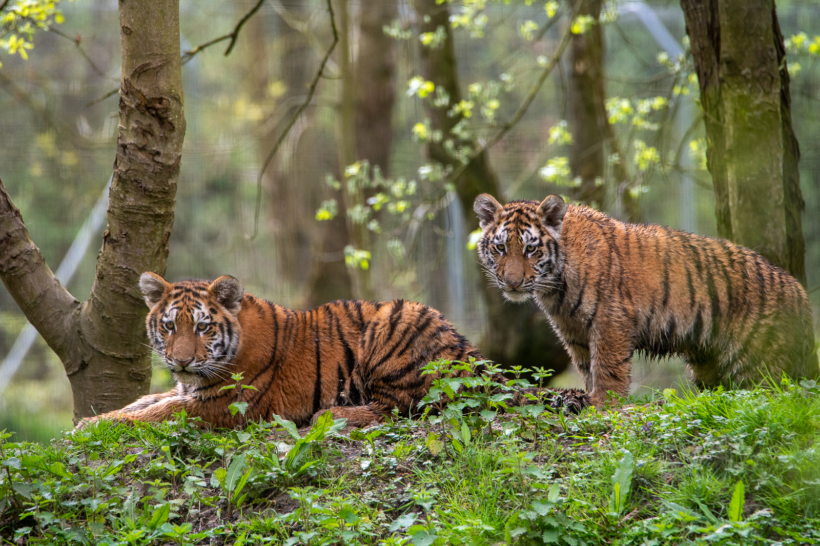 Deux petits tigres de Sibérie sont nés au Lumigny Safari Reserve ...