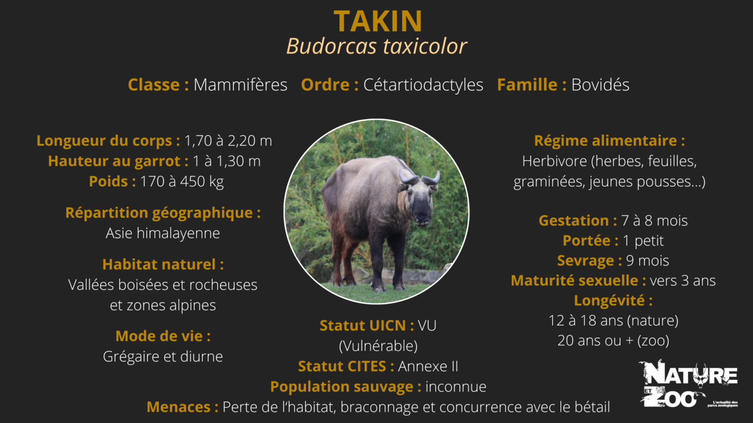 Takin - Nature et Zoo : l'actualité des parcs zoologiques