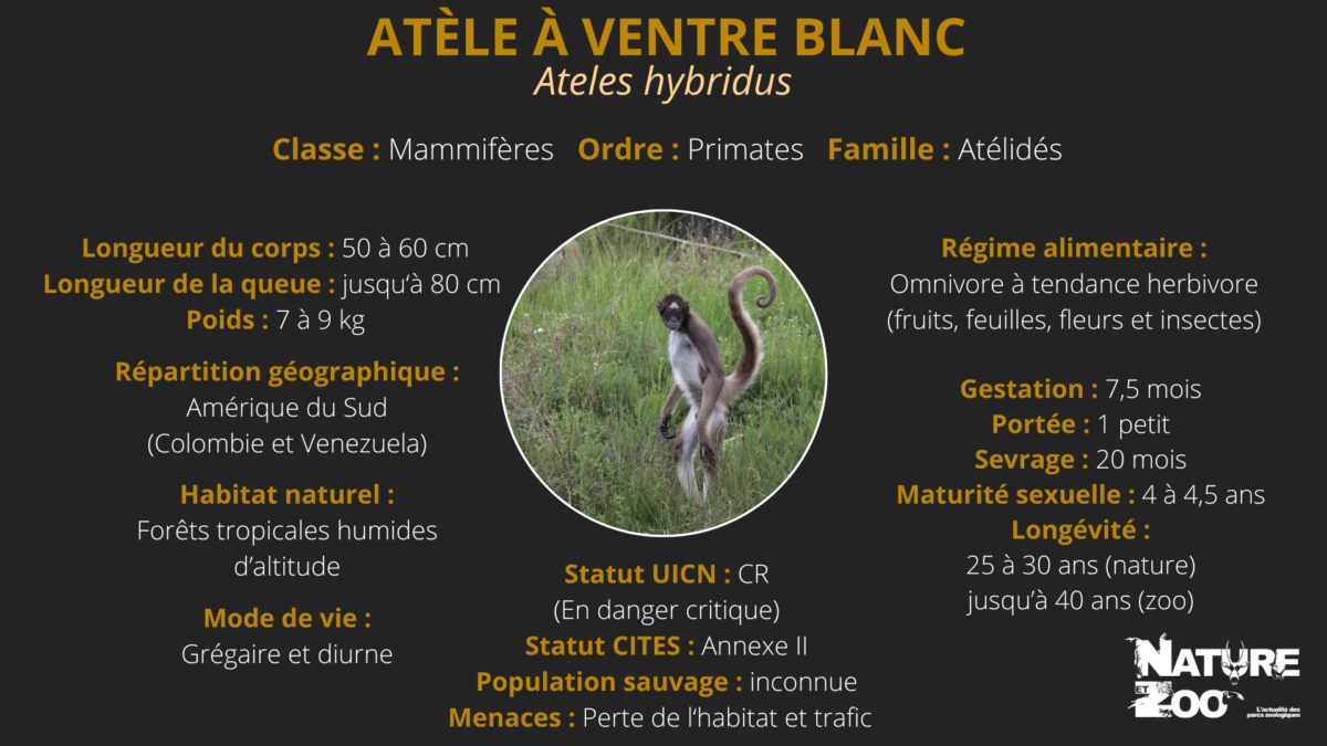 Atèle à ventre blanc - Nature et Zoo : l'actualité des parcs zoologiques