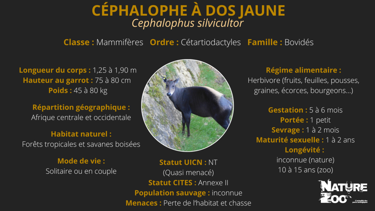 Céphalophe à dos jaune - Nature et Zoo : l'actualité des parcs zoologiques