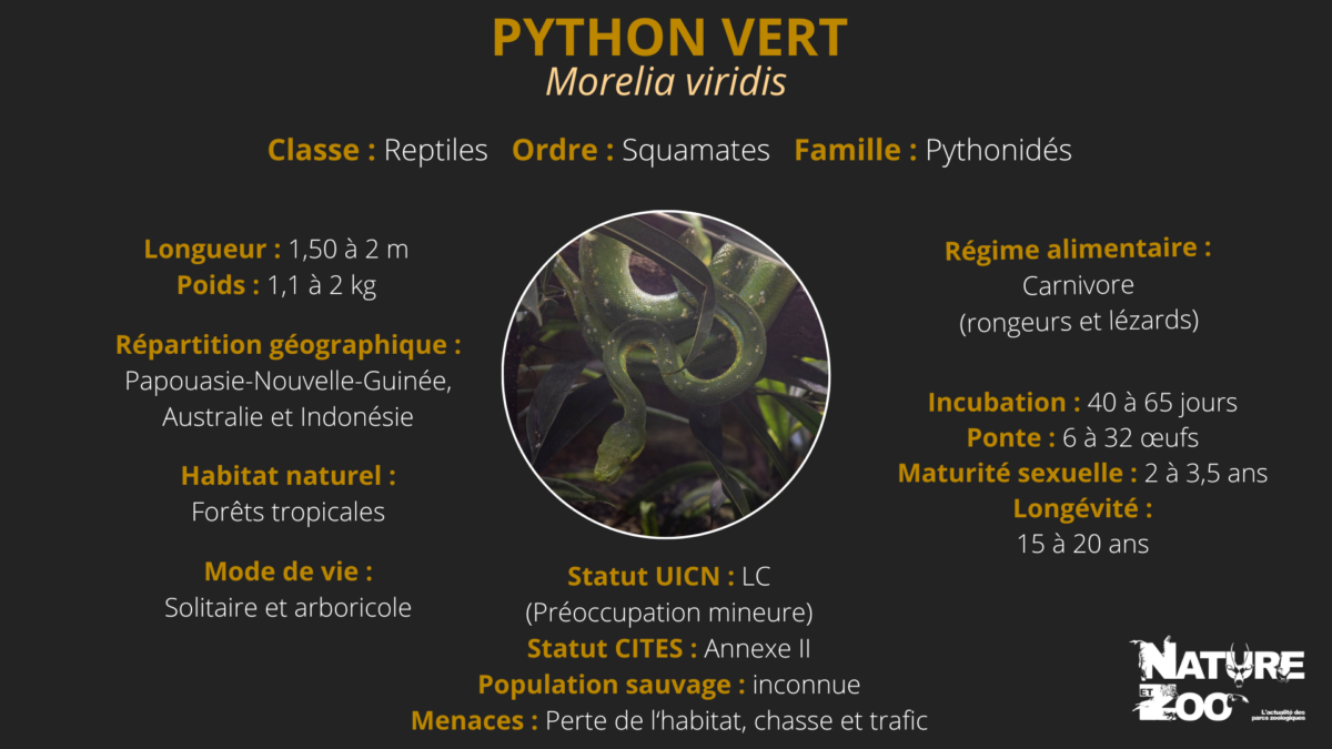 Python vert - Nature et Zoo : l'actualité des parcs zoologiques