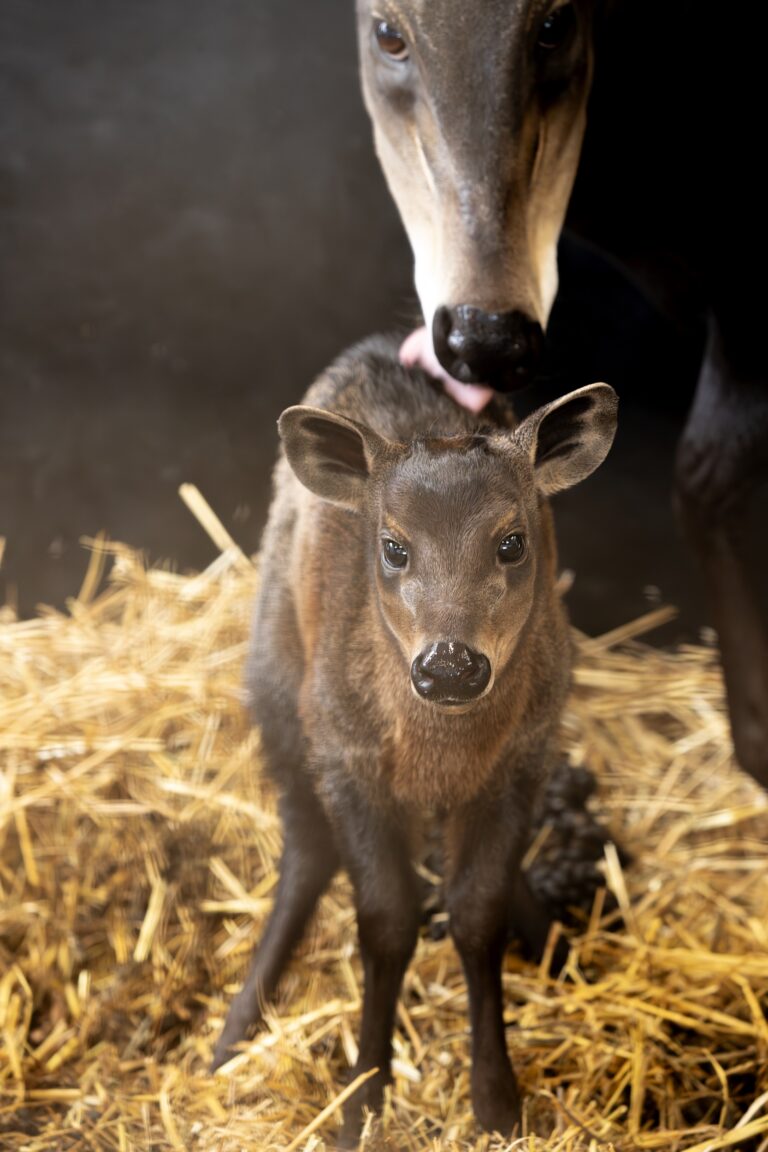 Le ZooParc de Beauval annonce la toute première naissance d'un ...