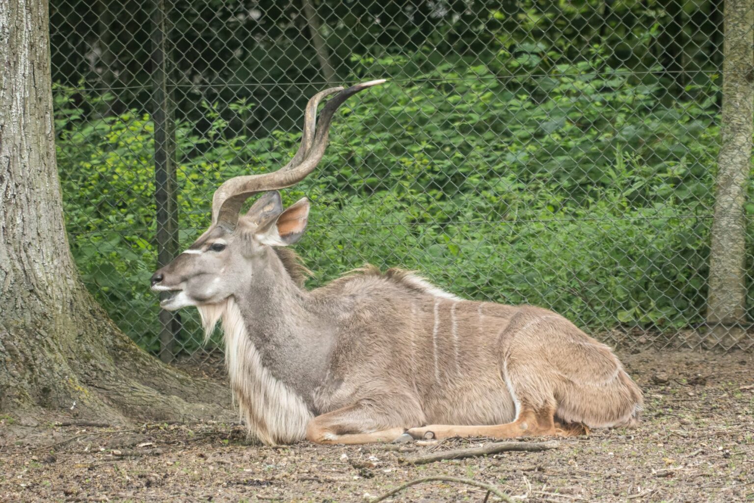 Grand koudou - Nature et Zoo : l'actualité des parcs zoologiques