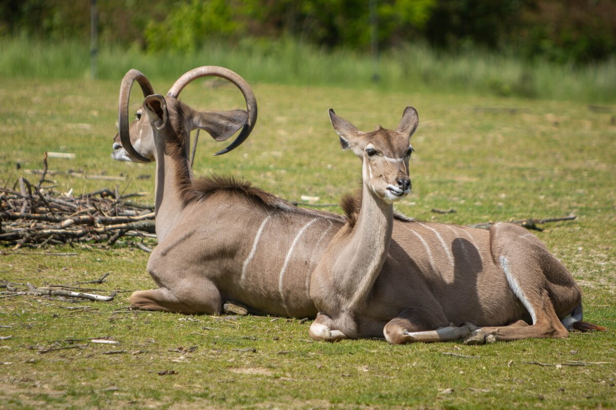 Grand koudou - Nature et Zoo : l'actualité des parcs zoologiques