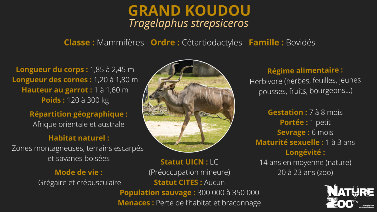 Grand koudou - Nature et Zoo : l'actualité des parcs zoologiques