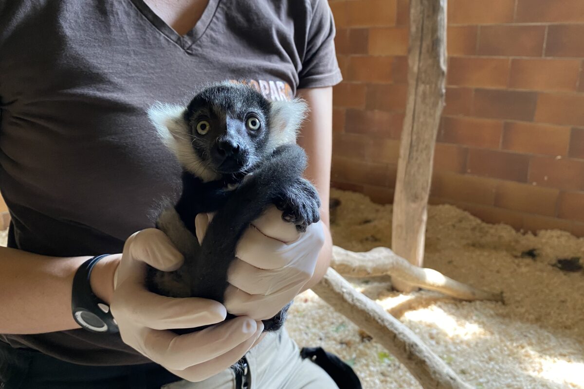 Nouvelle naissance d'un vari à ceinture blanche au Bioparc de Doué-la ...