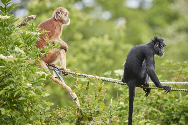 Nouveauté 2024 au Parc de Branféré : l'arrivée des langurs de Java ...