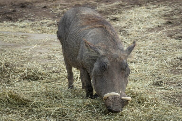 Phacochère commun - Nature et Zoo : l'actualité des parcs zoologiques