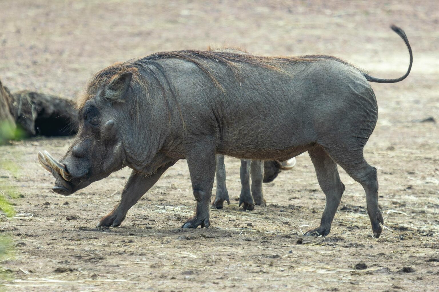 Phacochère commun - Nature et Zoo : l'actualité des parcs zoologiques