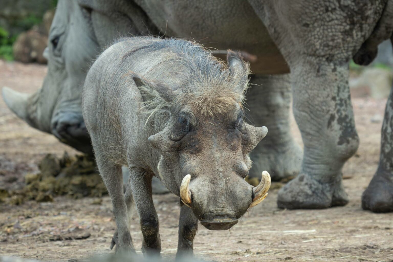 Phacochère commun - Nature et Zoo : l'actualité des parcs zoologiques