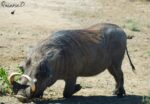 Phacochère commun - Nature et Zoo : l'actualité des parcs zoologiques