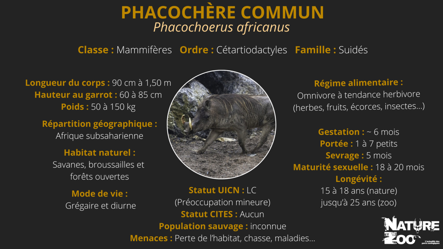 Phacochère commun - Nature et Zoo : l'actualité des parcs zoologiques