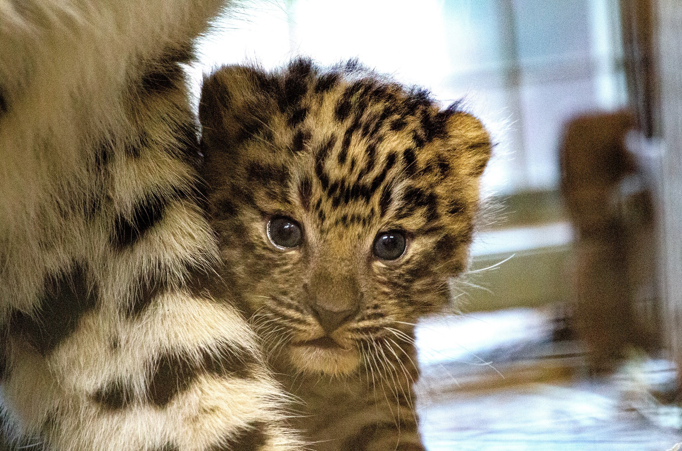 Naissance exceptionnelle d'une panthère de l'Amour au Parc animalier d ...