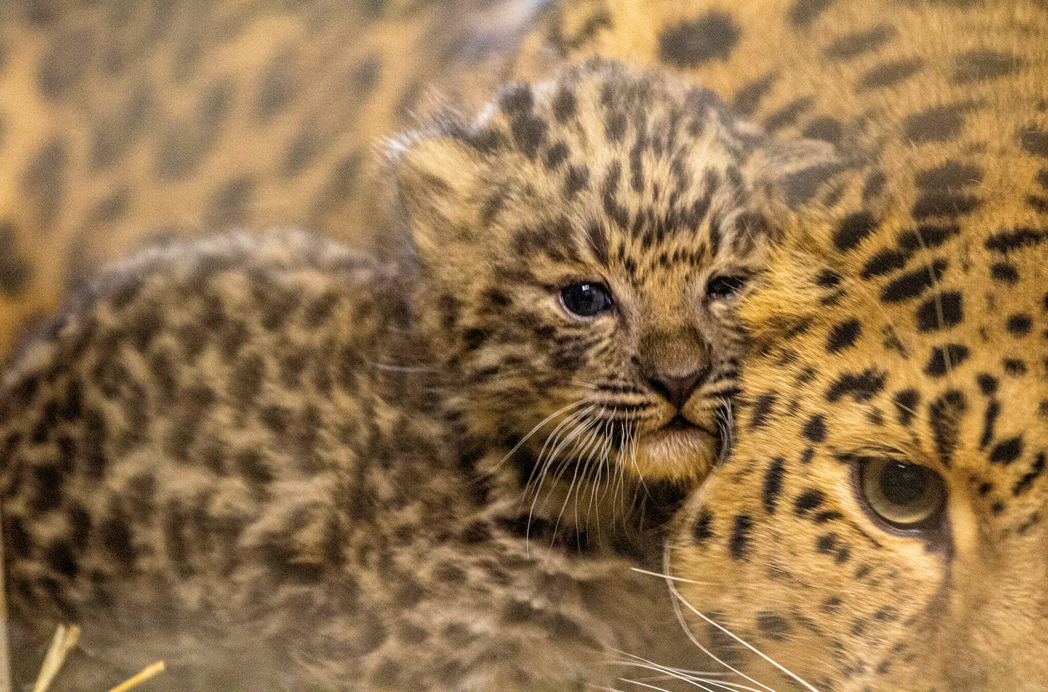Naissance exceptionnelle d'une panthère de l'Amour au Parc animalier d ...