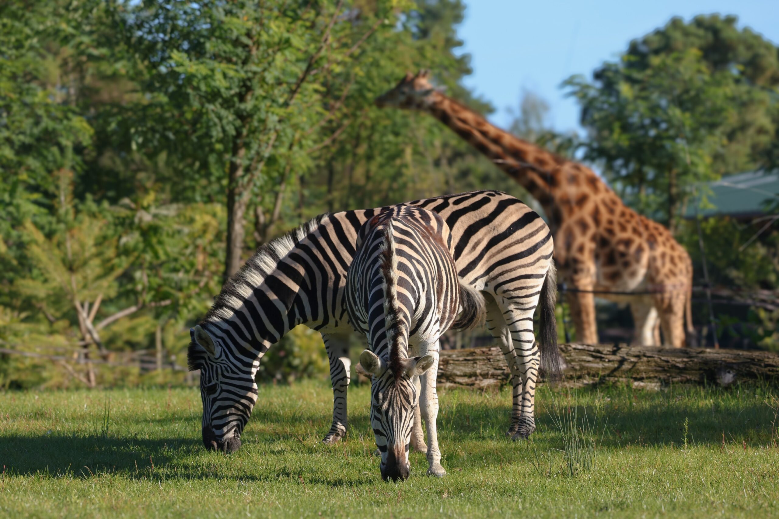 En 2024, le Zoo de La Flèche a inauguré une nouvelle plaine africaine et accueilli de nouvelles ...