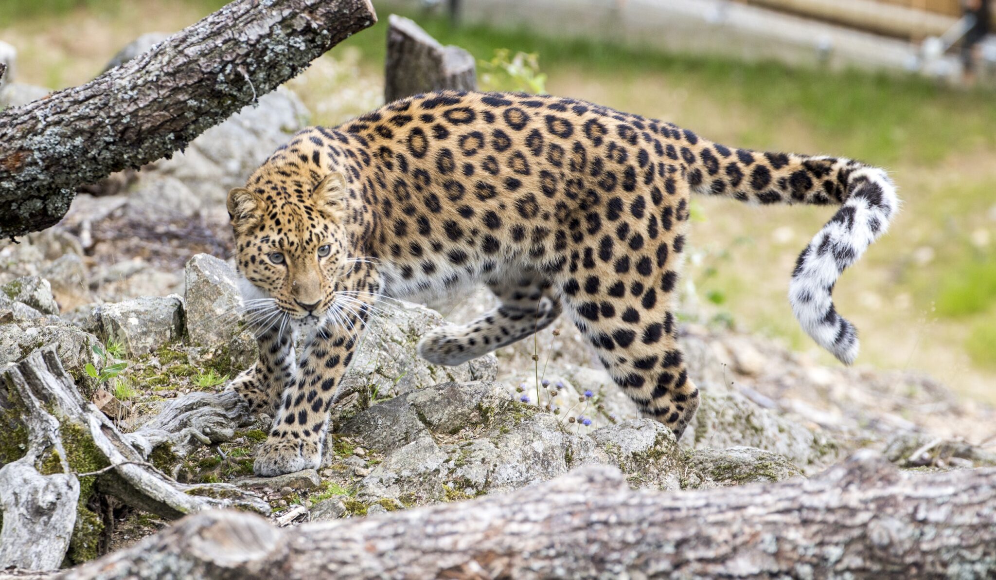 Naissance exceptionnelle d'une panthère de l'Amour au Parc animalier d ...
