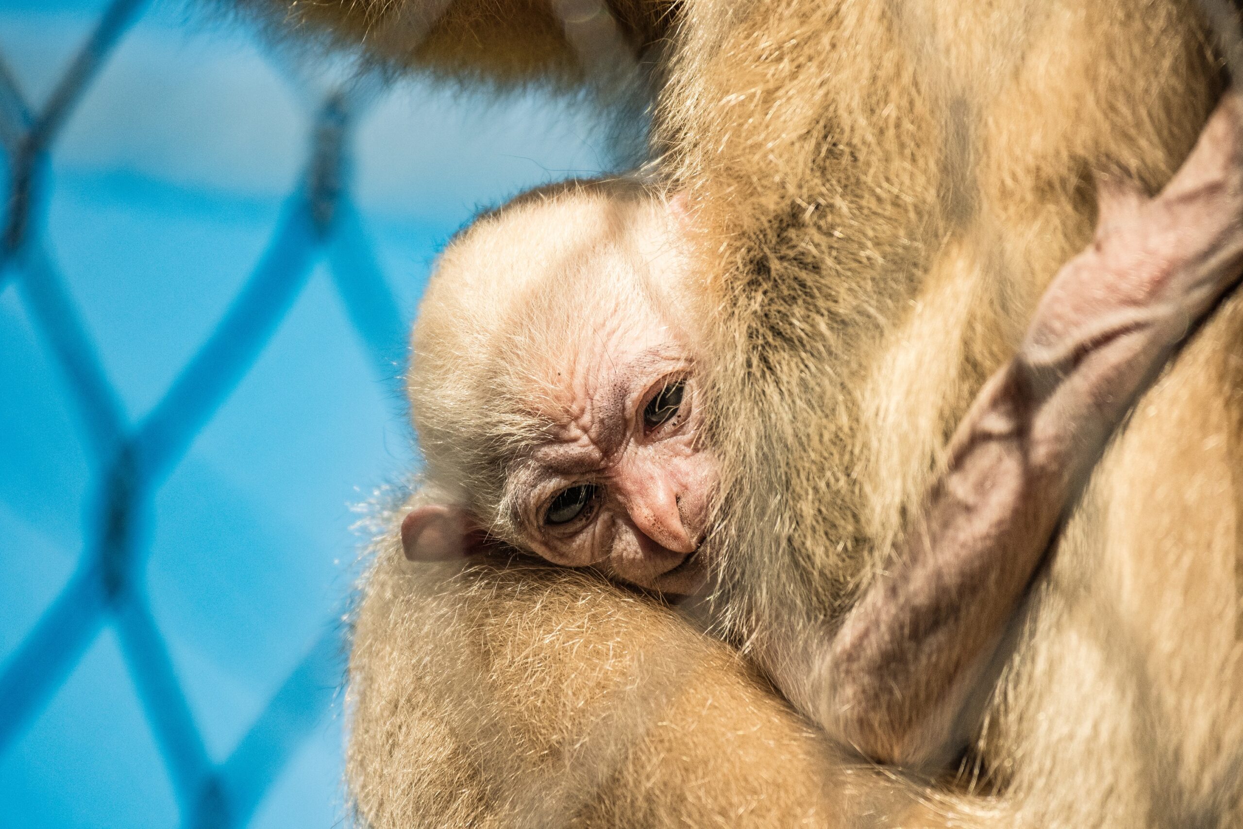 Le Zoo d'Asson annonce deux naissances de bébés gibbons - Nature et Zoo