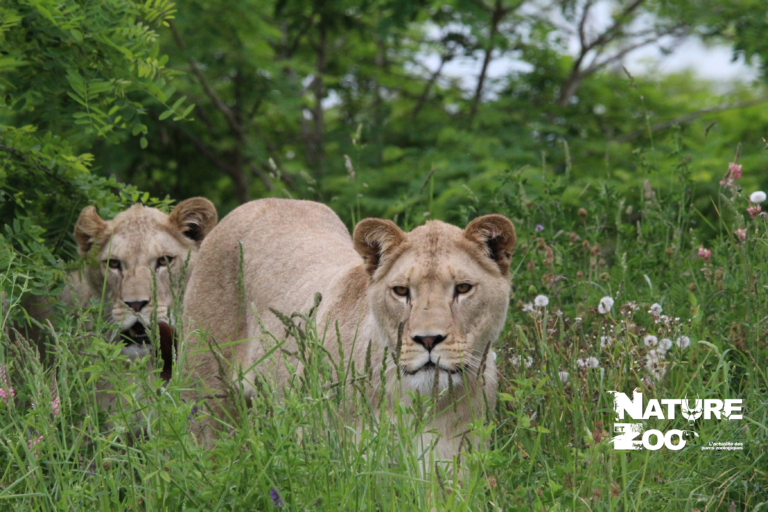 La fréquentation dans les zoos et parcs animaliers en France en 2024 ...