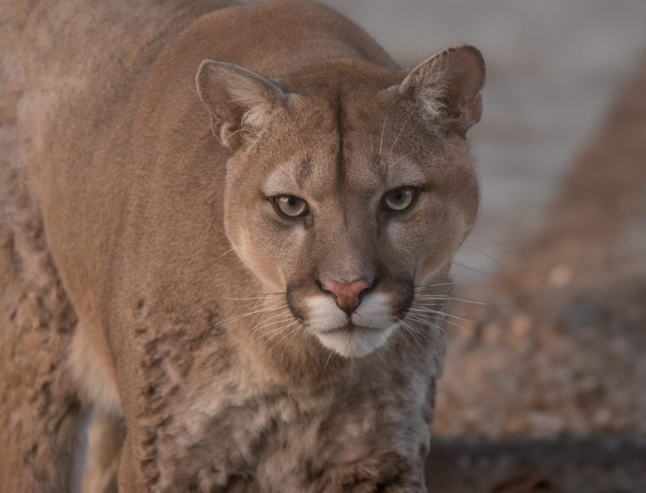 Nouveauté 2025 à Legendia Parc : un puma a rejoint le parc - Nature et Zoo