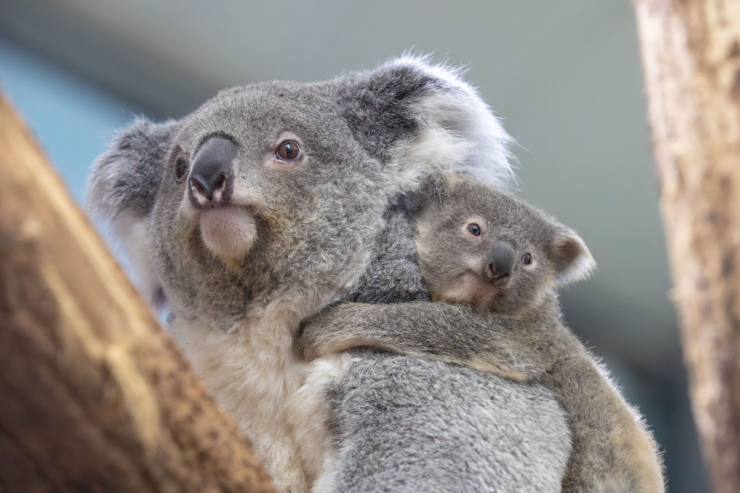 Un petit koala et un dendrolague de Goodfellow sont nés au Zoo de ...