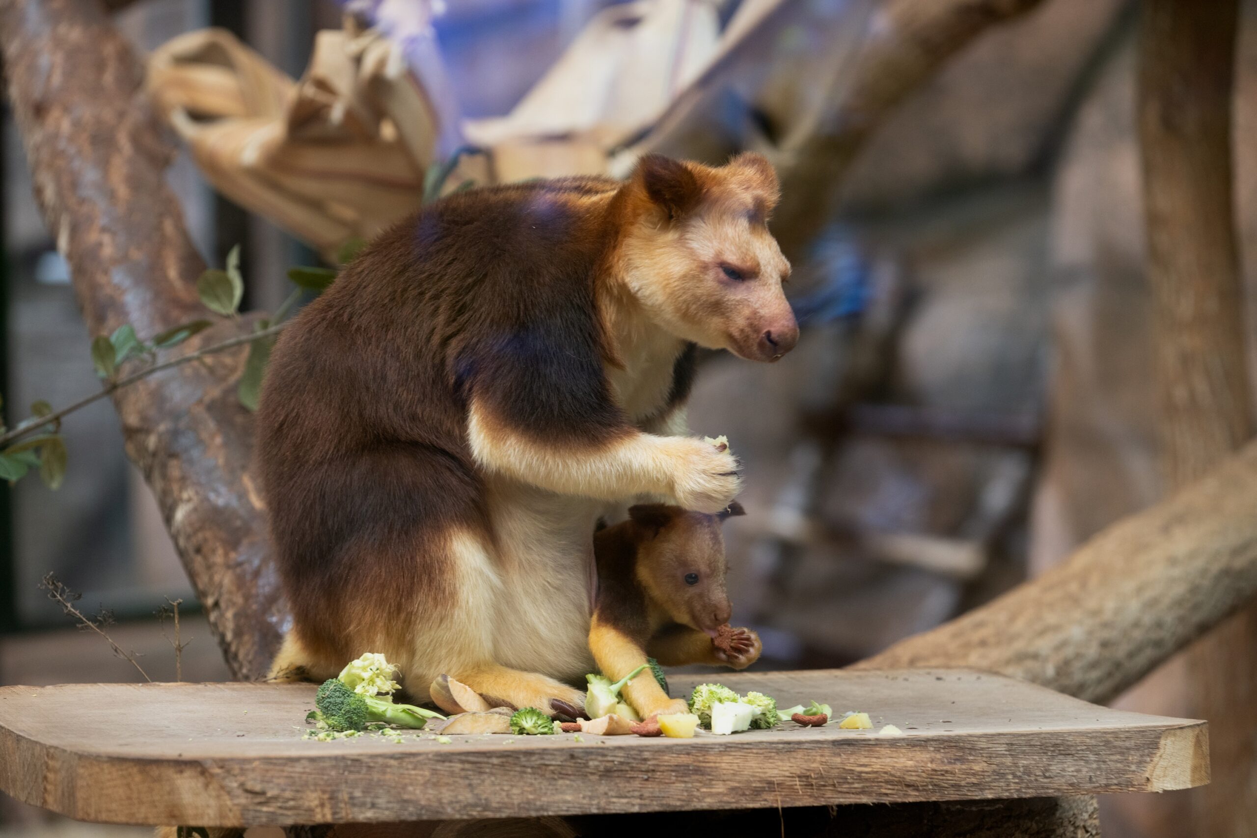 L'essentiel de l'actualité des zoos en France en février 2025 - Nature ...