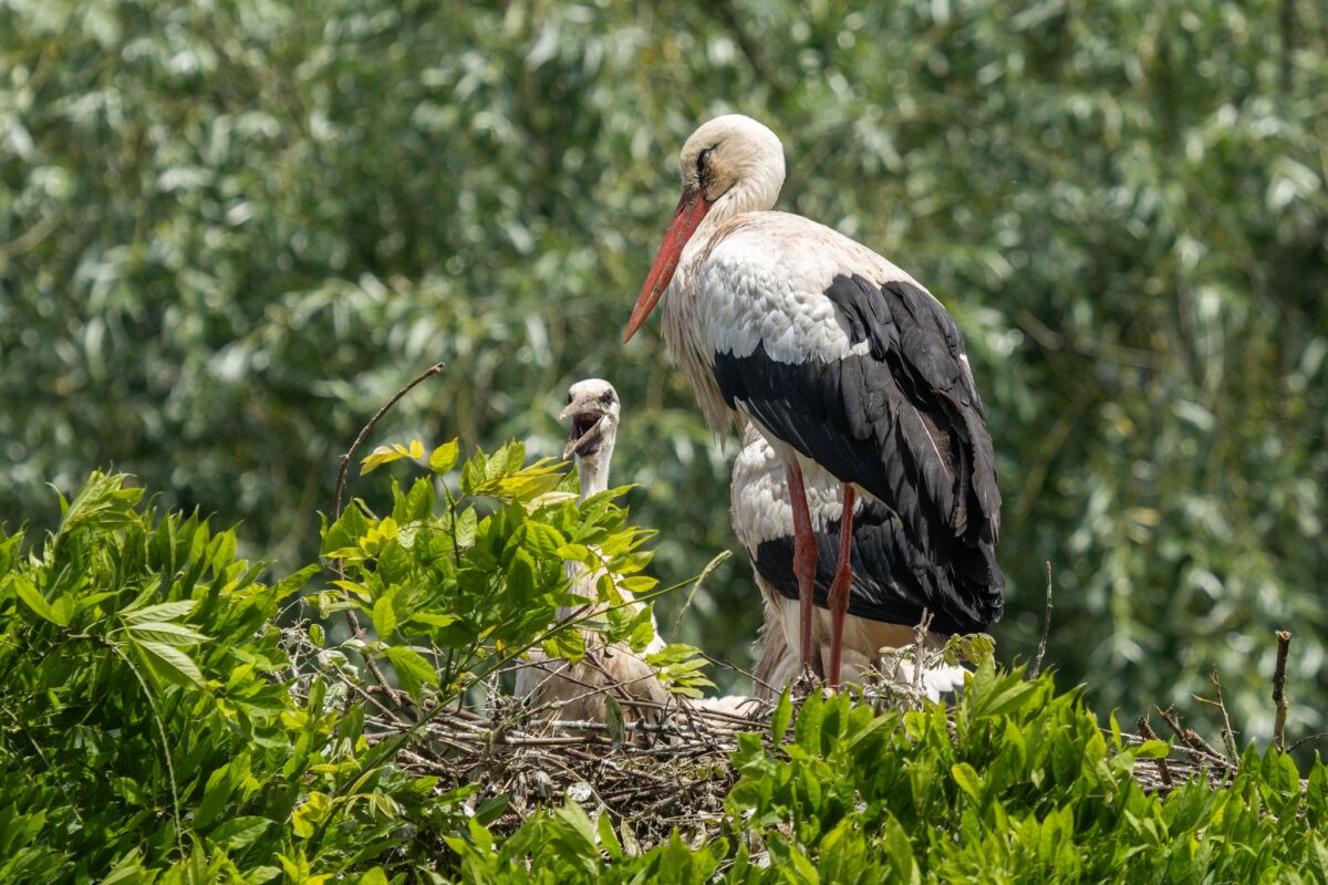Cigogne blanche - Nature et Zoo : L'actualité des parcs zoologiques