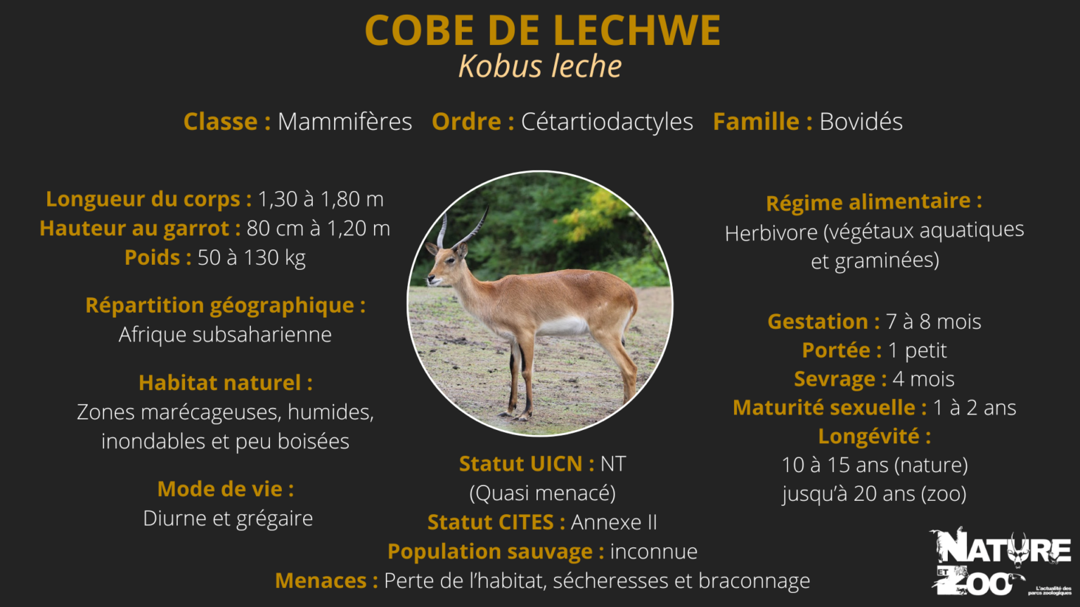 Cobe de Lechwe - Nature et Zoo : L'actualité des parcs zoologiques