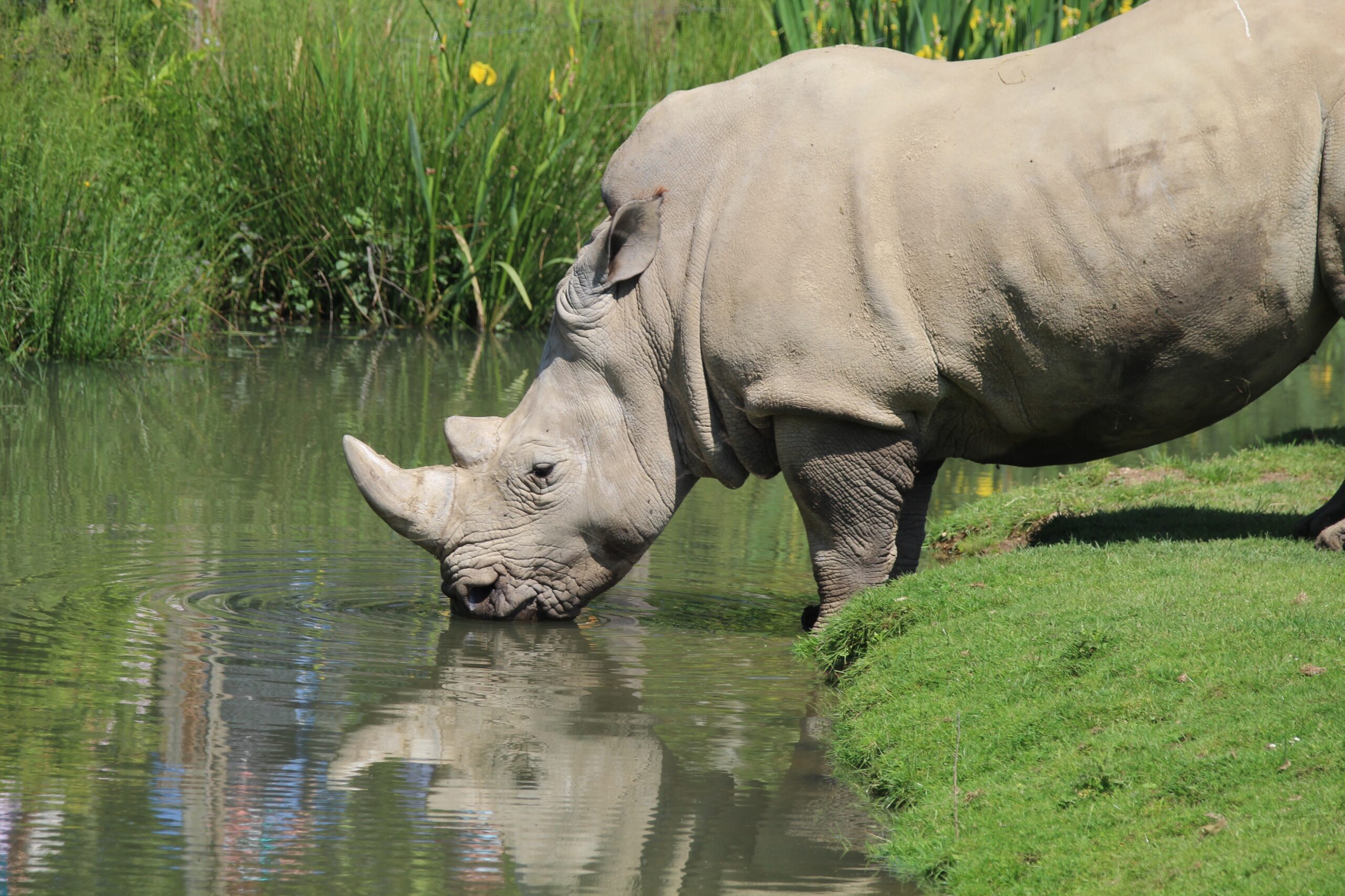 Les nouveautés en 2025 dans les zoos et parcs animaliers en France - Nature et Zoo