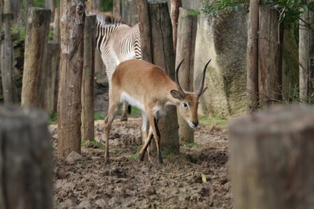 Cobe de Lechwe - Nature et Zoo : L'actualité des parcs zoologiques