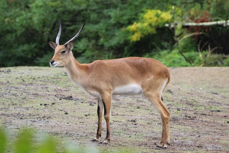 Cobe de Lechwe - Nature et Zoo : L'actualité des parcs zoologiques