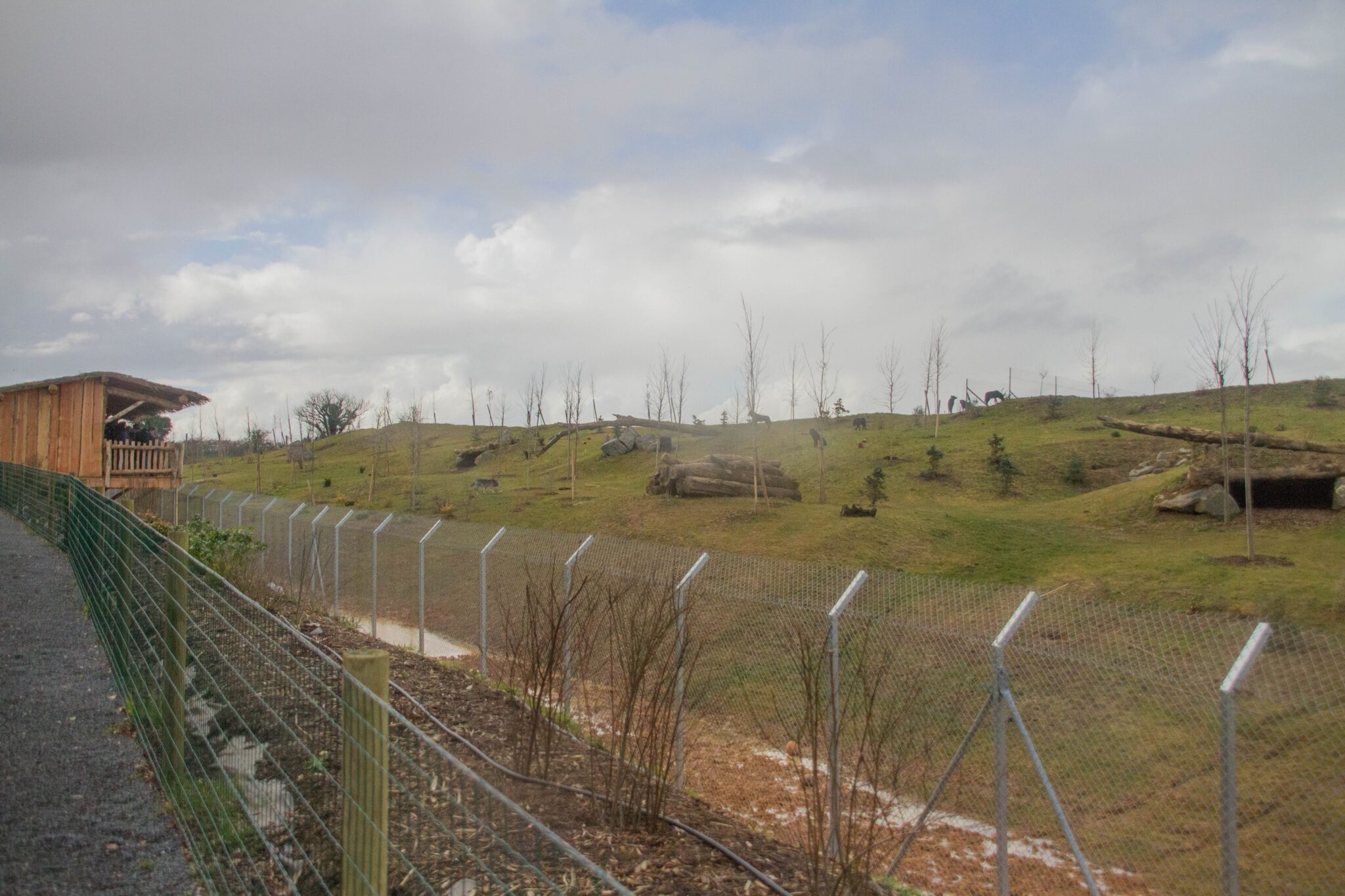 Nouveauté 2025 : un nouvel enclos pour les loups du Canada du Zoo de La ...