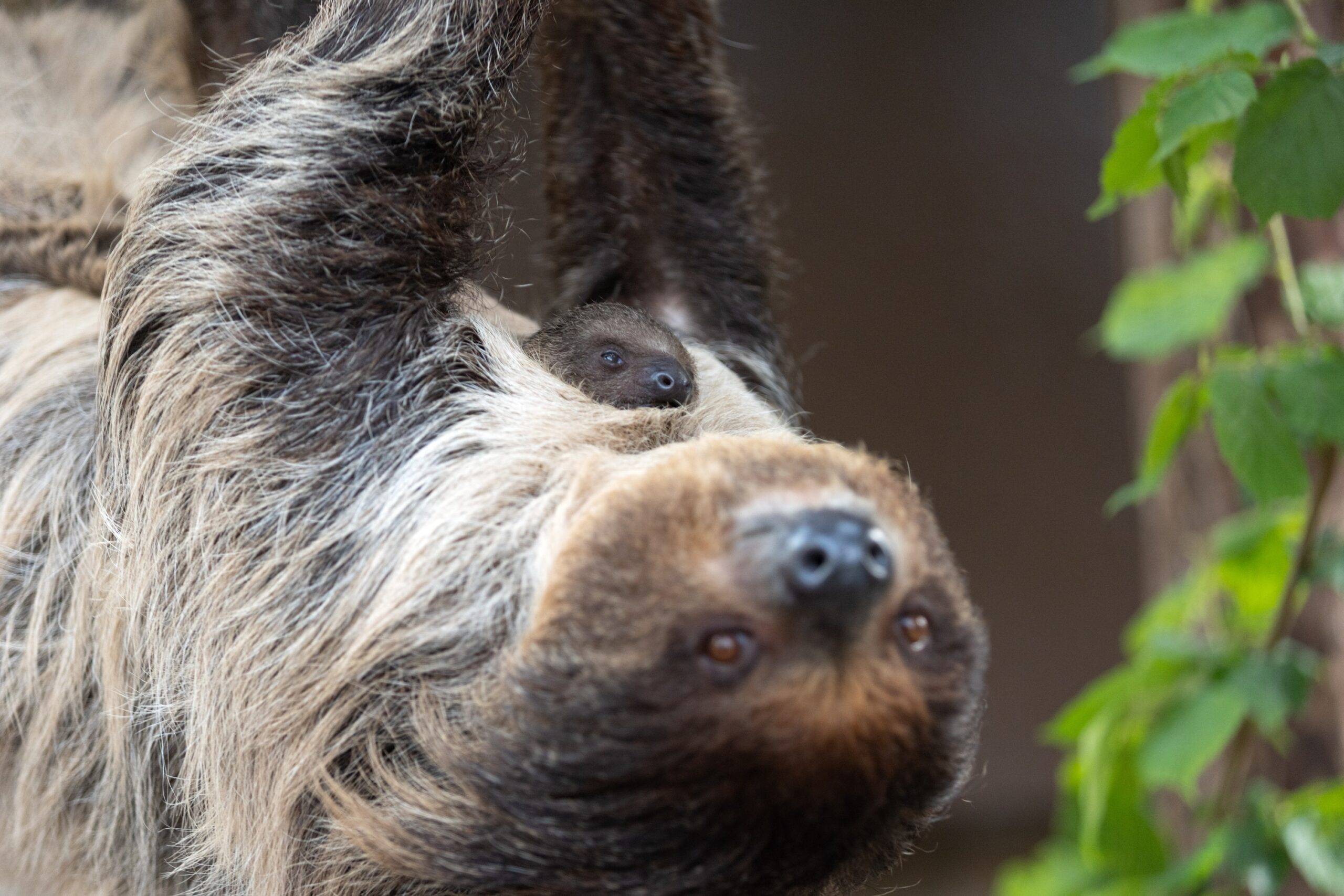 Le ZooParc de Beauval annonce les naissances d'un fourmilier géant et d ...