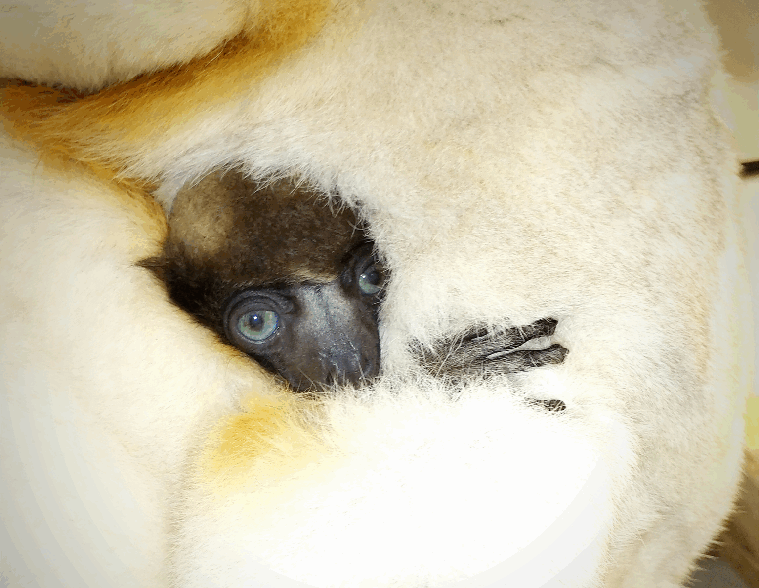 Un nouveau petit propithèque couronné a vu le jour à la Citadelle de ...