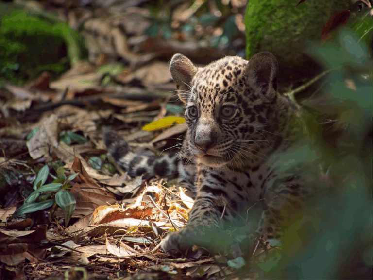 Naissance exceptionnelle d'un bébé jaguar au Zoo de Guadeloupe - Nature ...