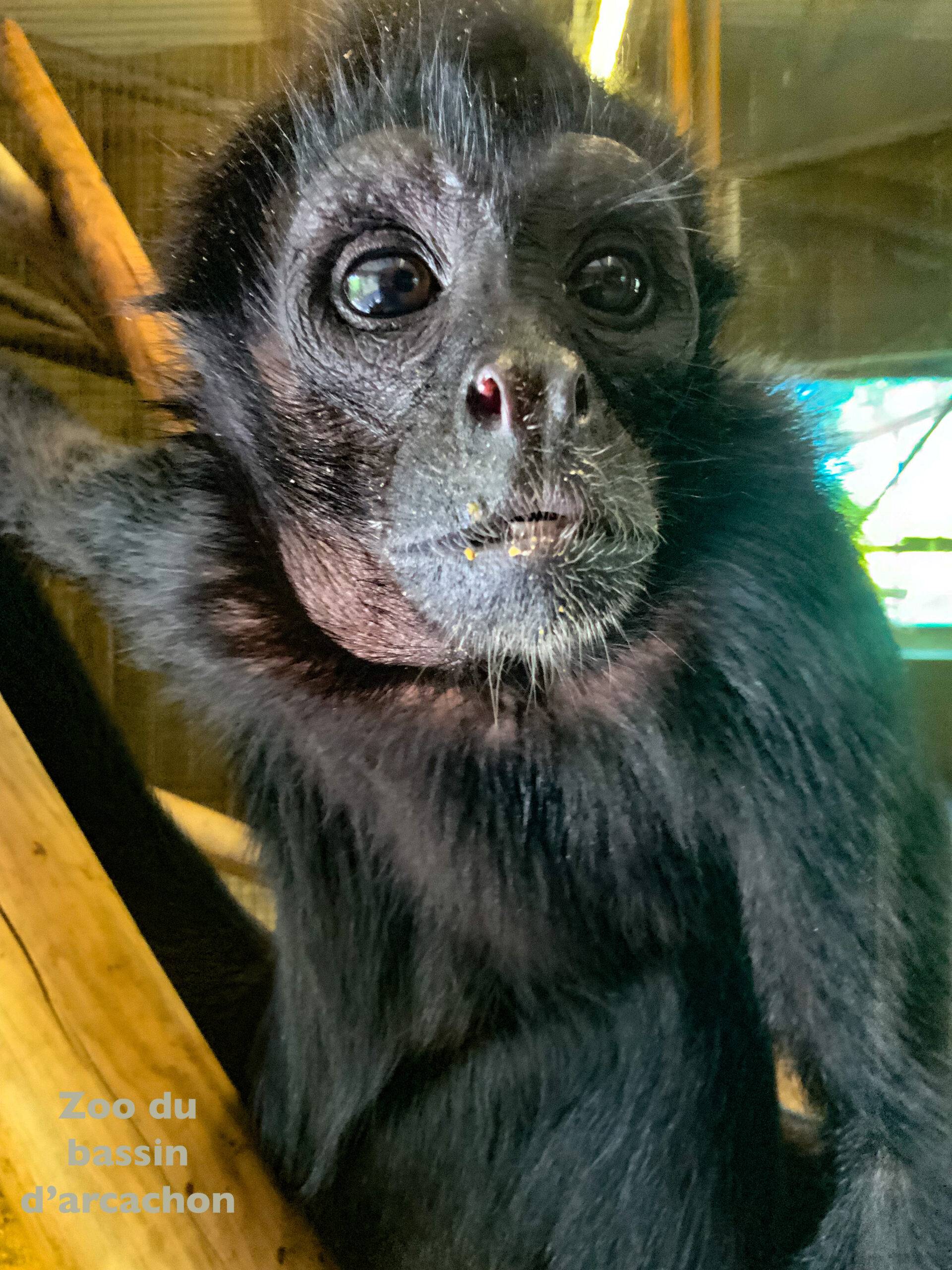 Le Zoo du Bassin d'Arcachon - Nature et Zoo - L'actualité des parcs ...