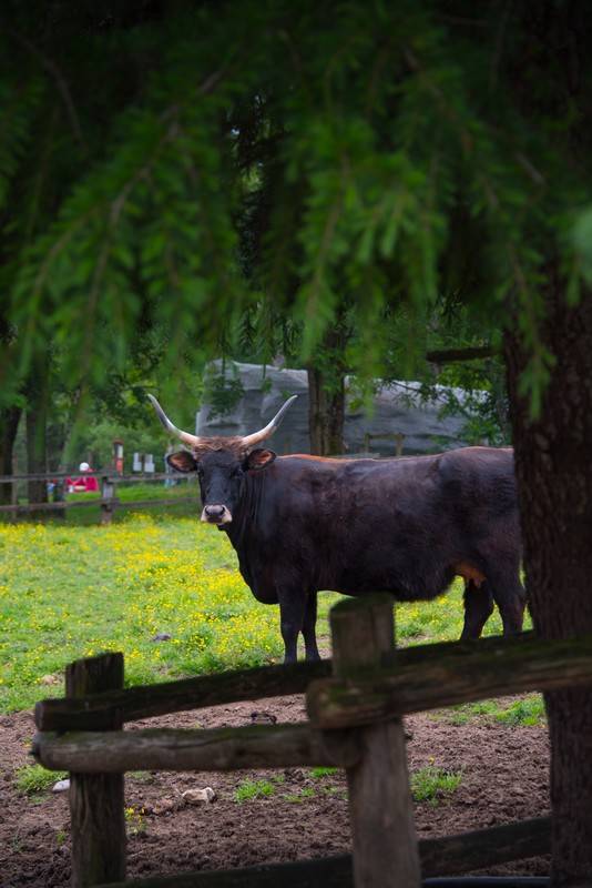 Parc du Thot - Nature et Zoo - L'actualité des parcs zoologiques