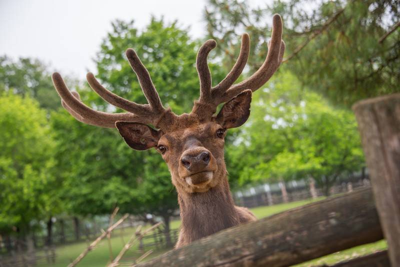 Parc du Thot - Nature et Zoo - L'actualité des parcs zoologiques