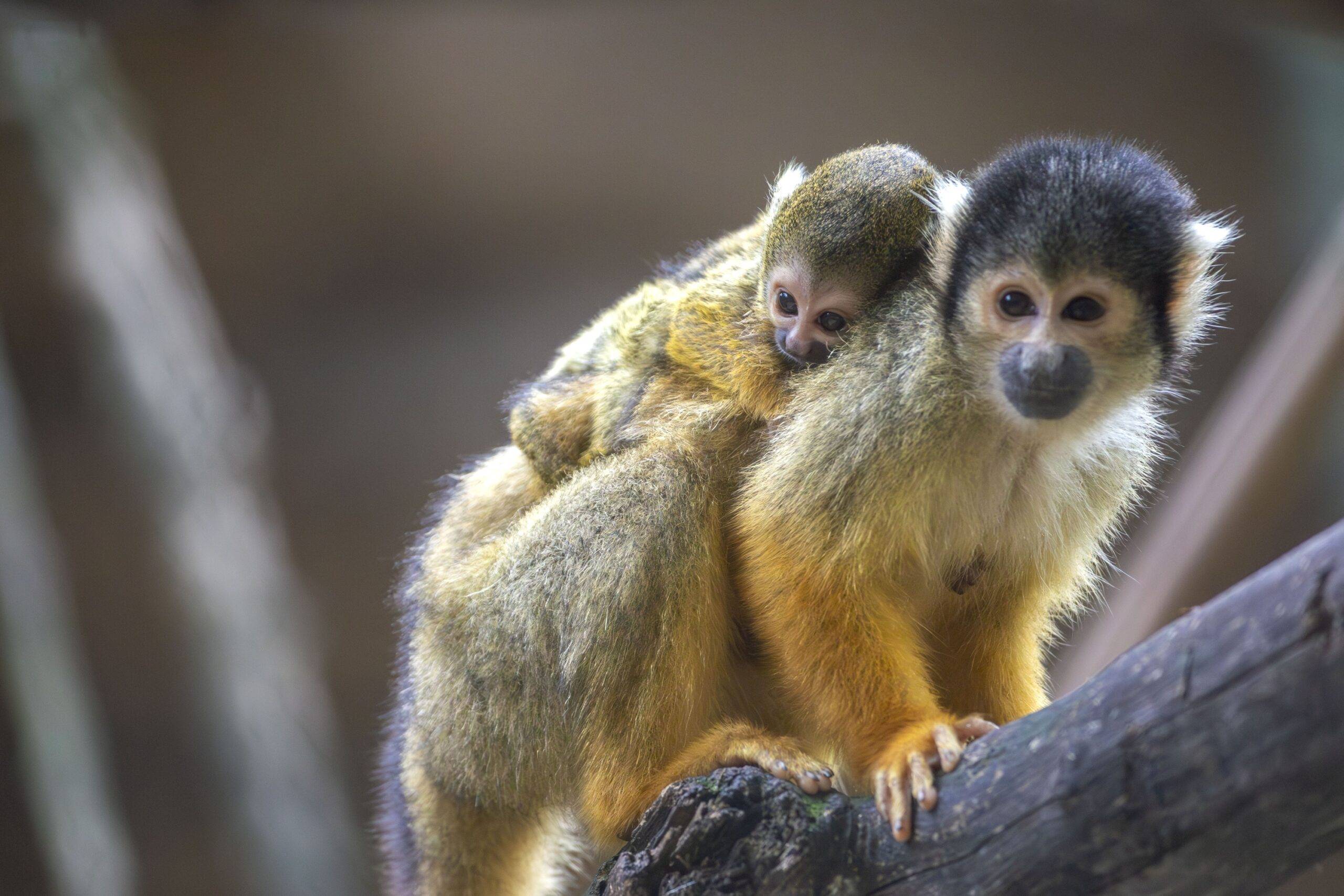 L'essentiel de l'actualité des zoos en France en août 2025 - Nature et Zoo