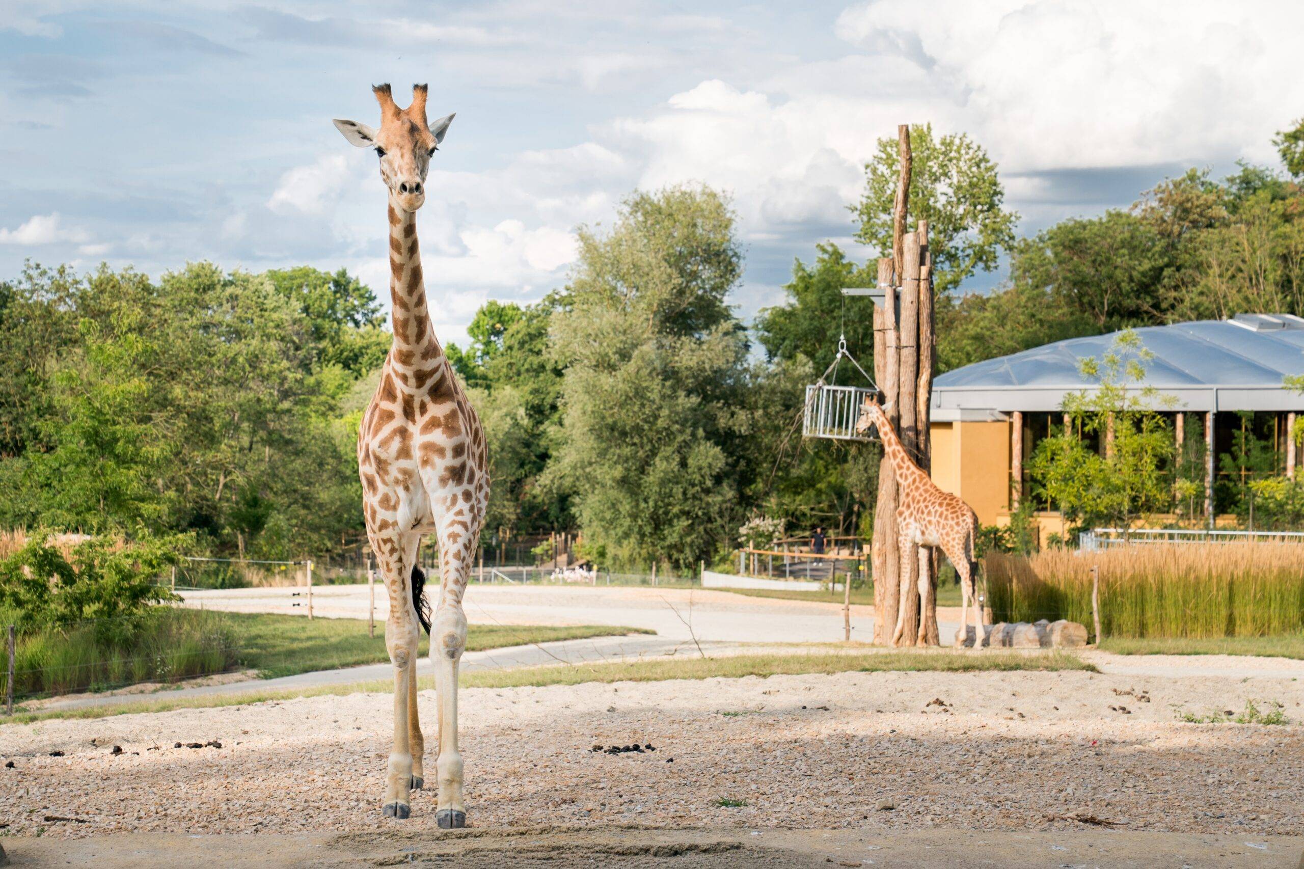 L'ouverture tant attendue d'Horizon Afrique au Parc Zoologique ...