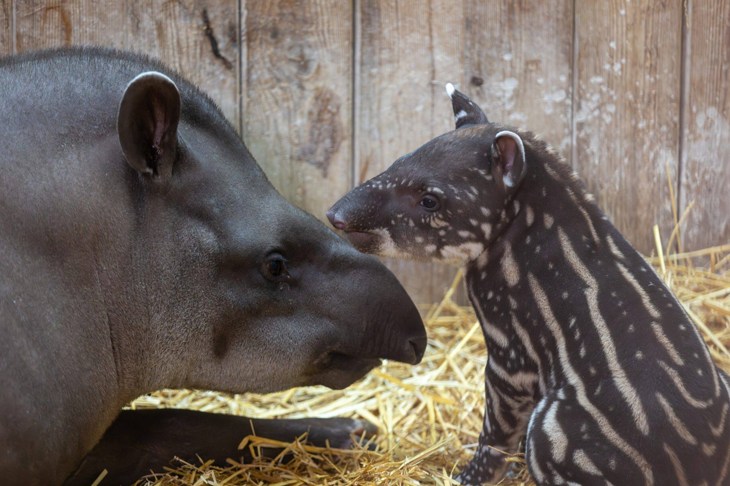 Naissance d’un petit tapir terrestre au ZooParc de Beauval - Nature et Zoo